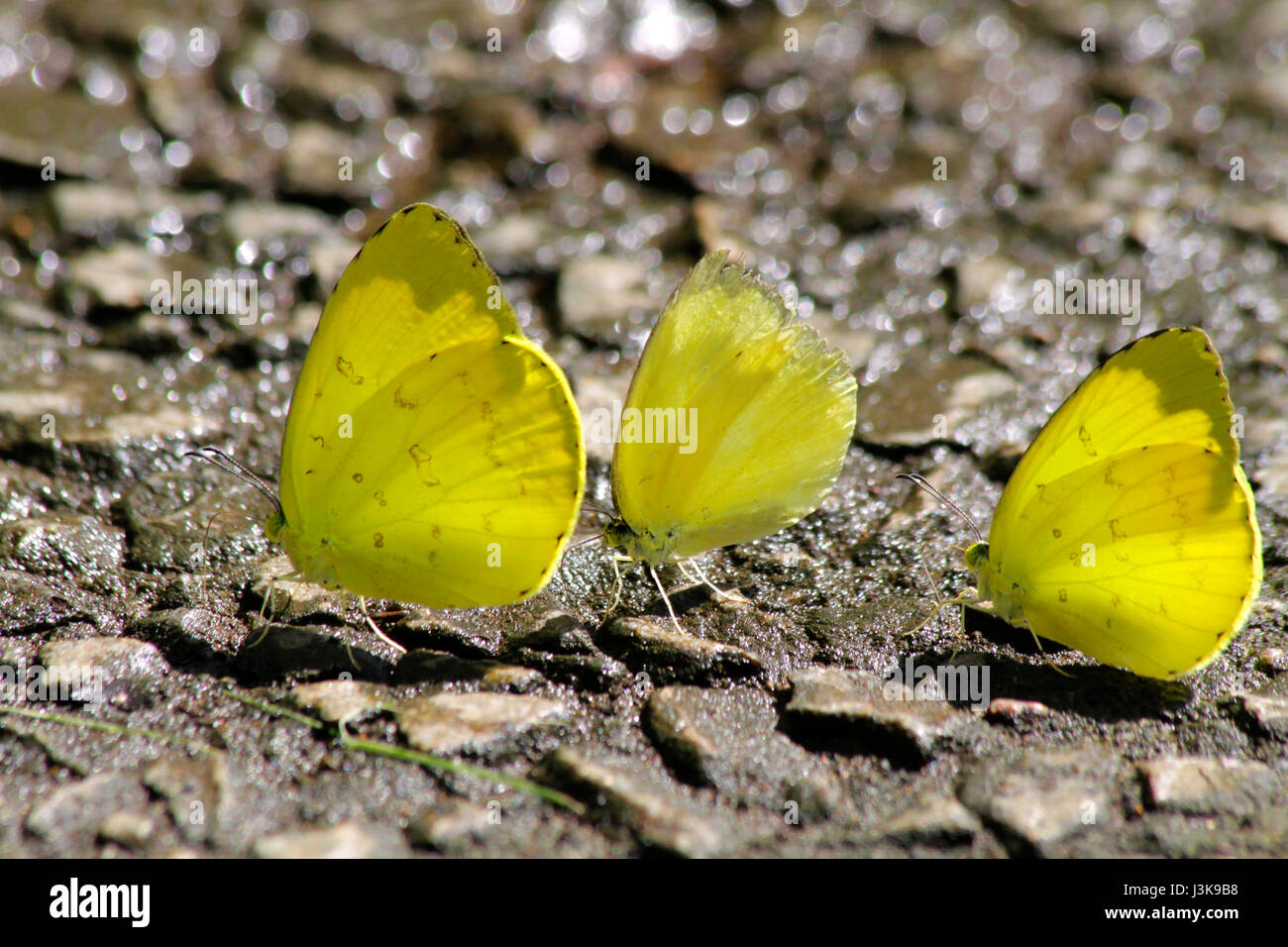 Pierid butterfly hi-res stock photography and images - Alamy