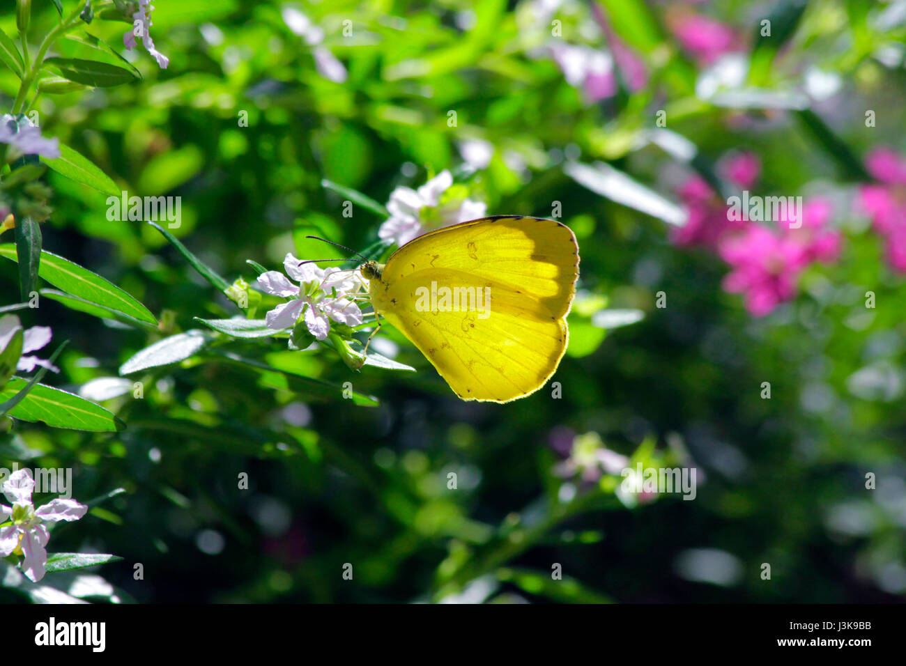 Pierid butterfly hi-res stock photography and images - Alamy