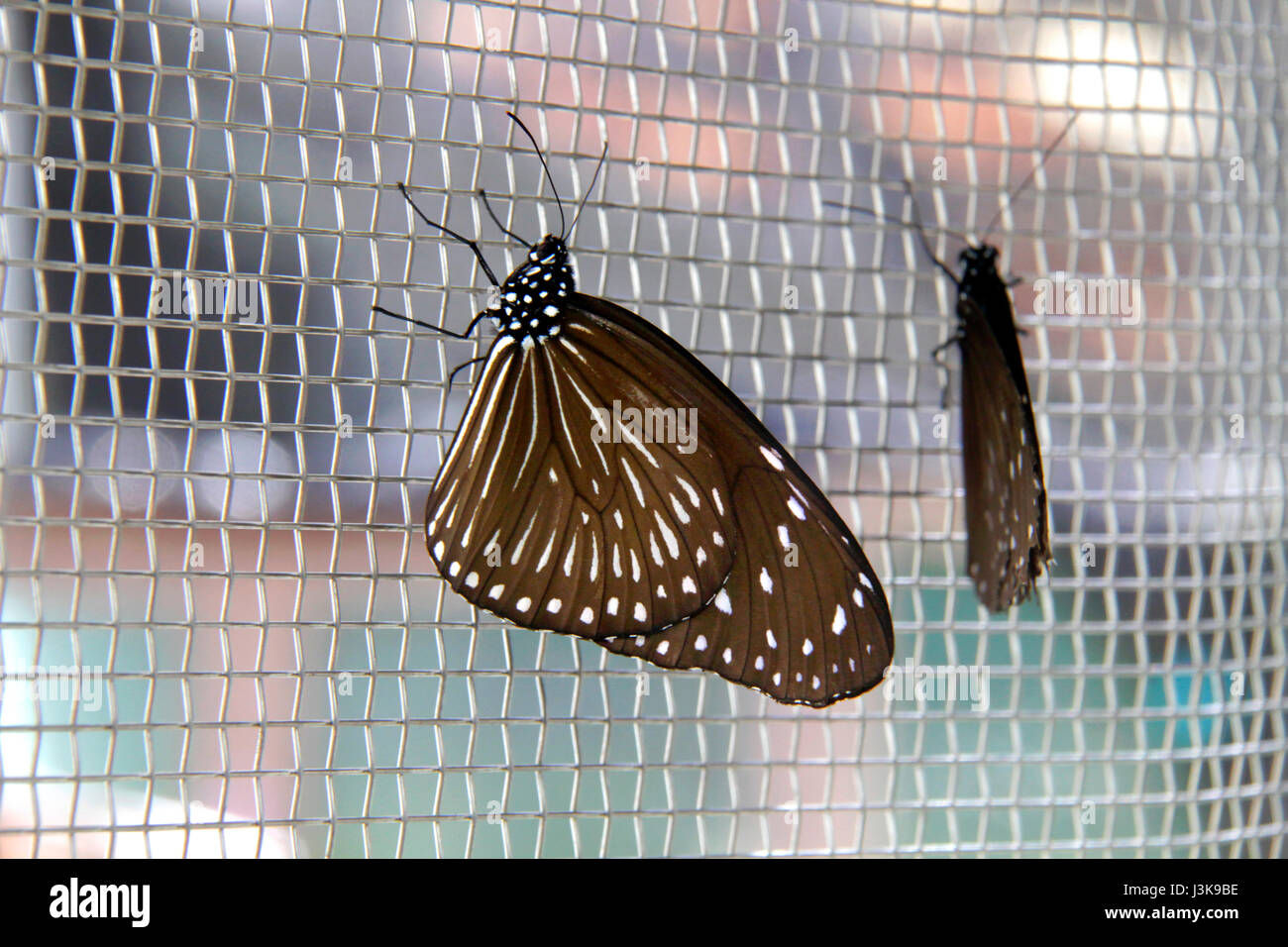 Ceylon tiger hi-res stock photography and images - Alamy