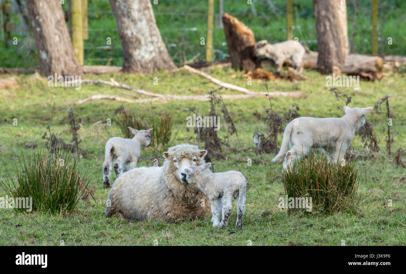 Baby sheep sitting hi-res stock photography and images - Alamy