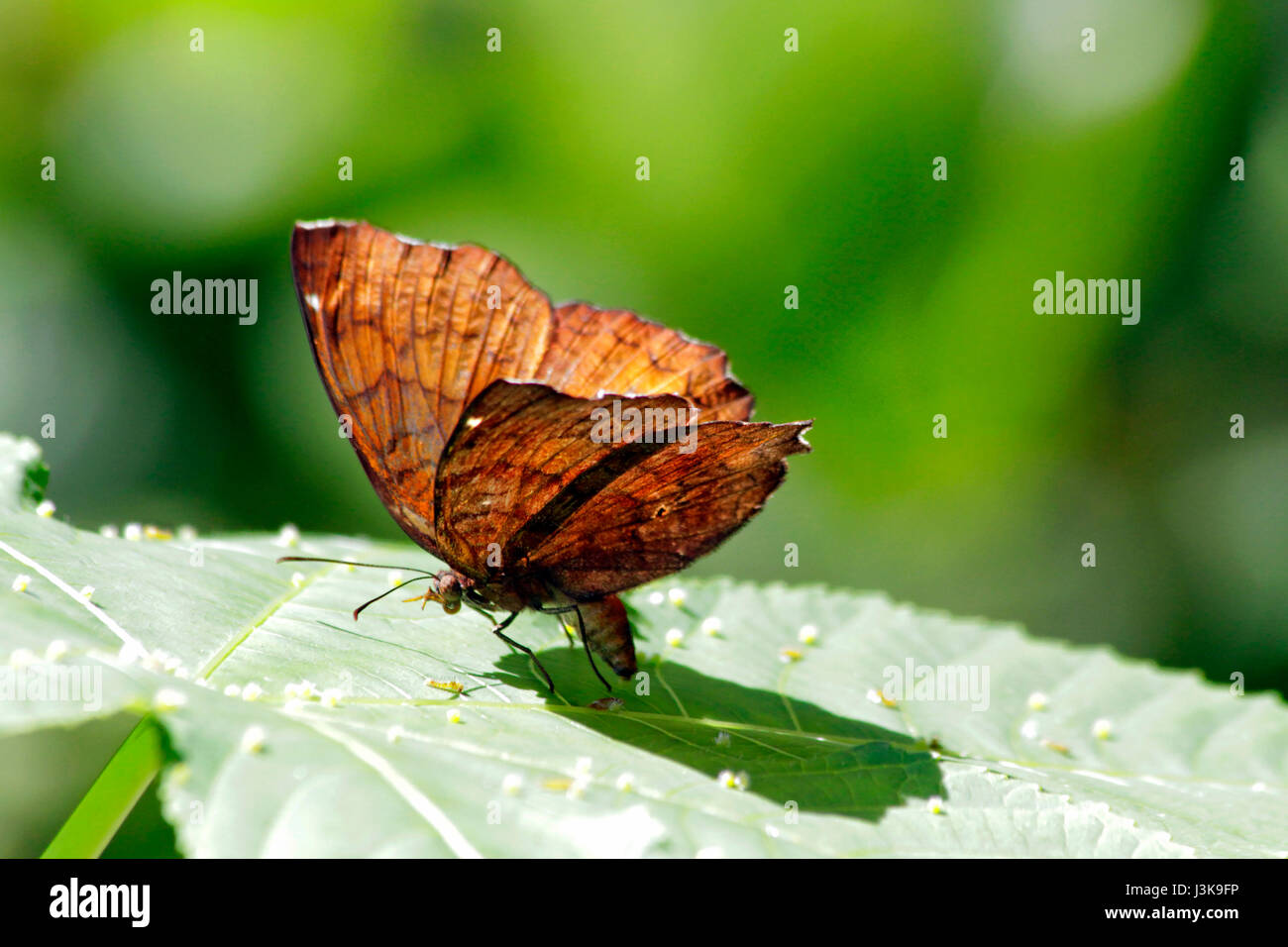 Ariadne ariadne Butterfly Stock Photo - Alamy