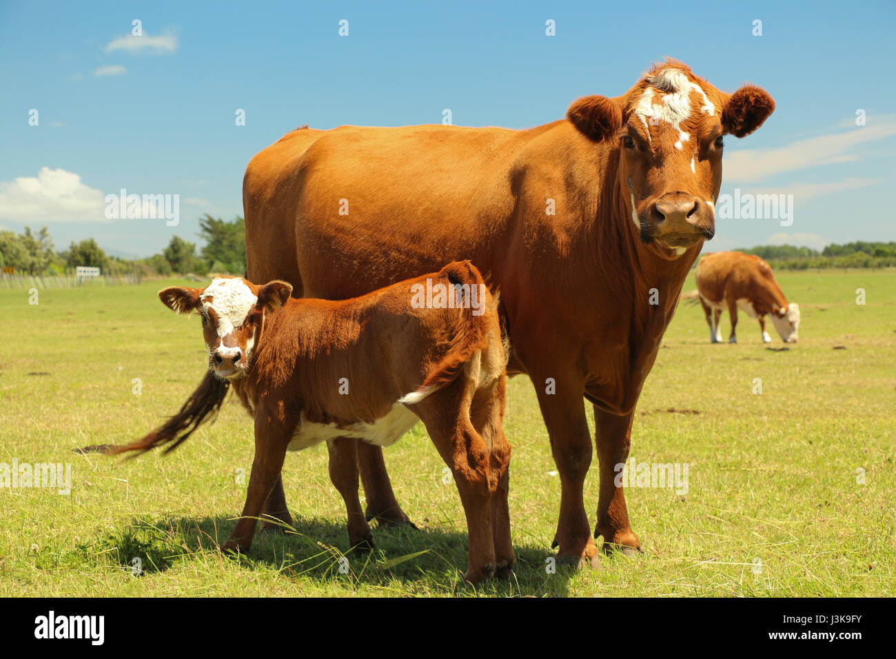 Nice beef cow with her young calf Stock Photo - Alamy