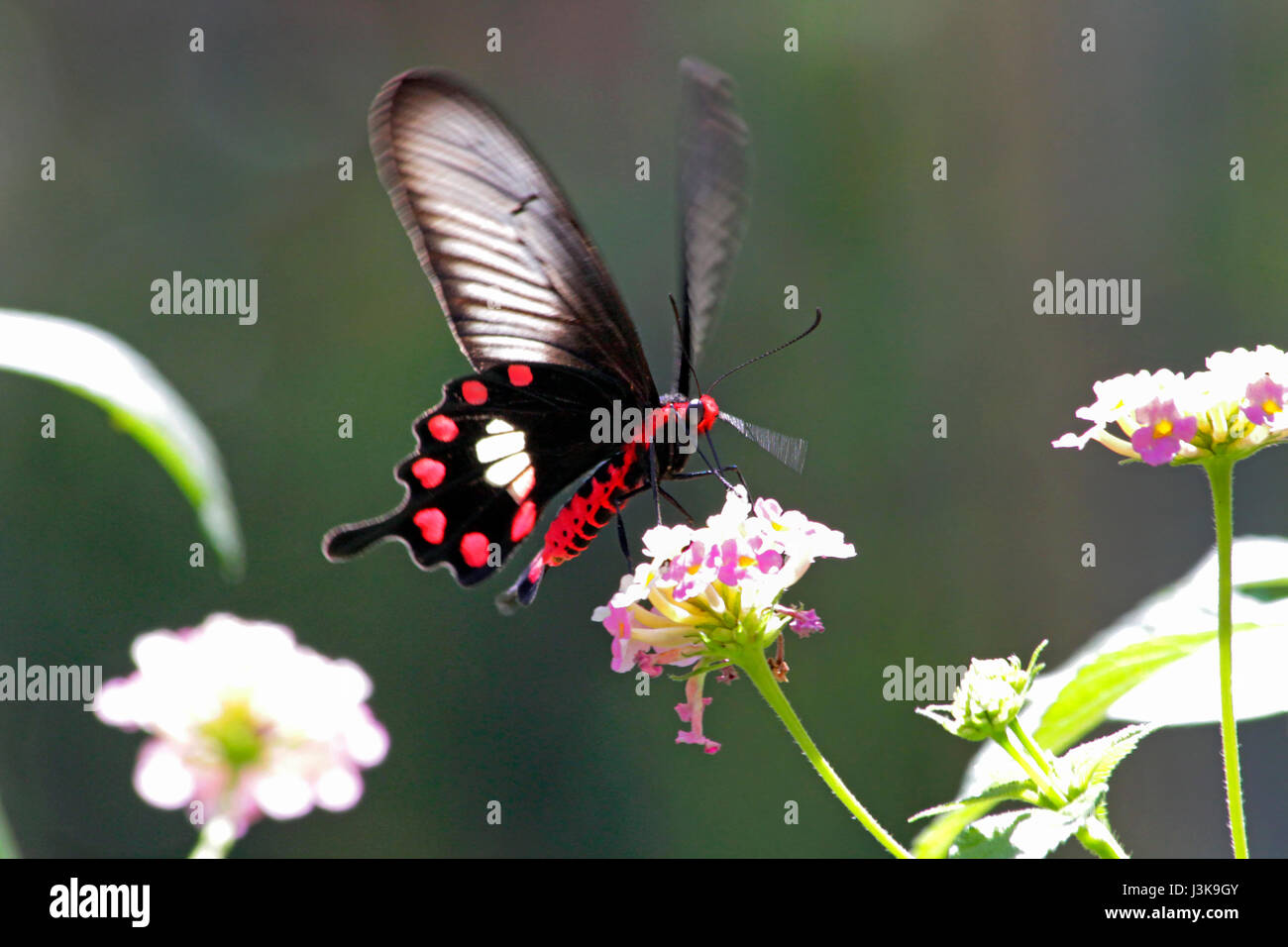 Japanese swallowtail butterfly hi-res stock photography and images - Alamy
