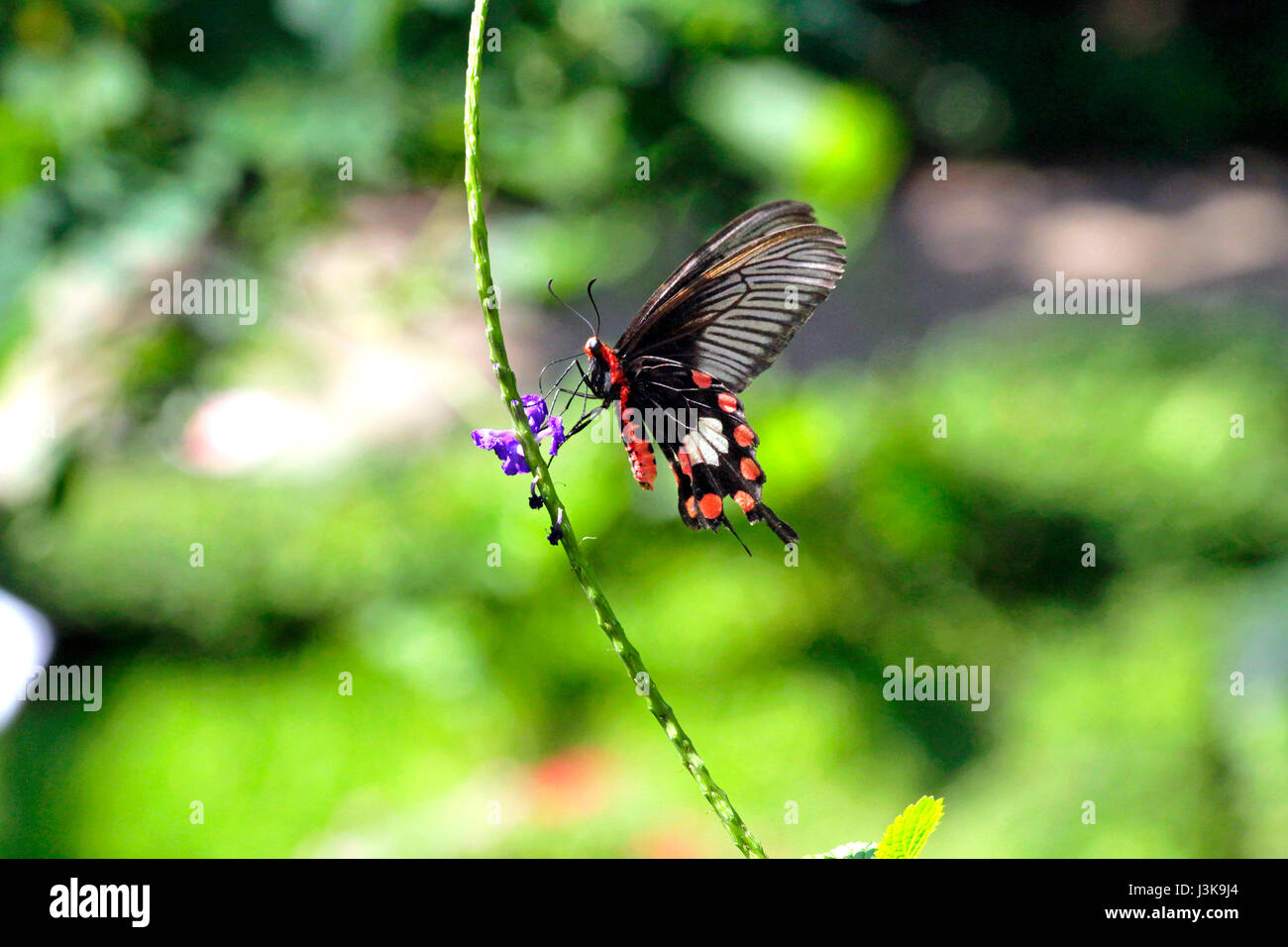 Common rose swallowtail butterfly hi-res stock photography and images ...