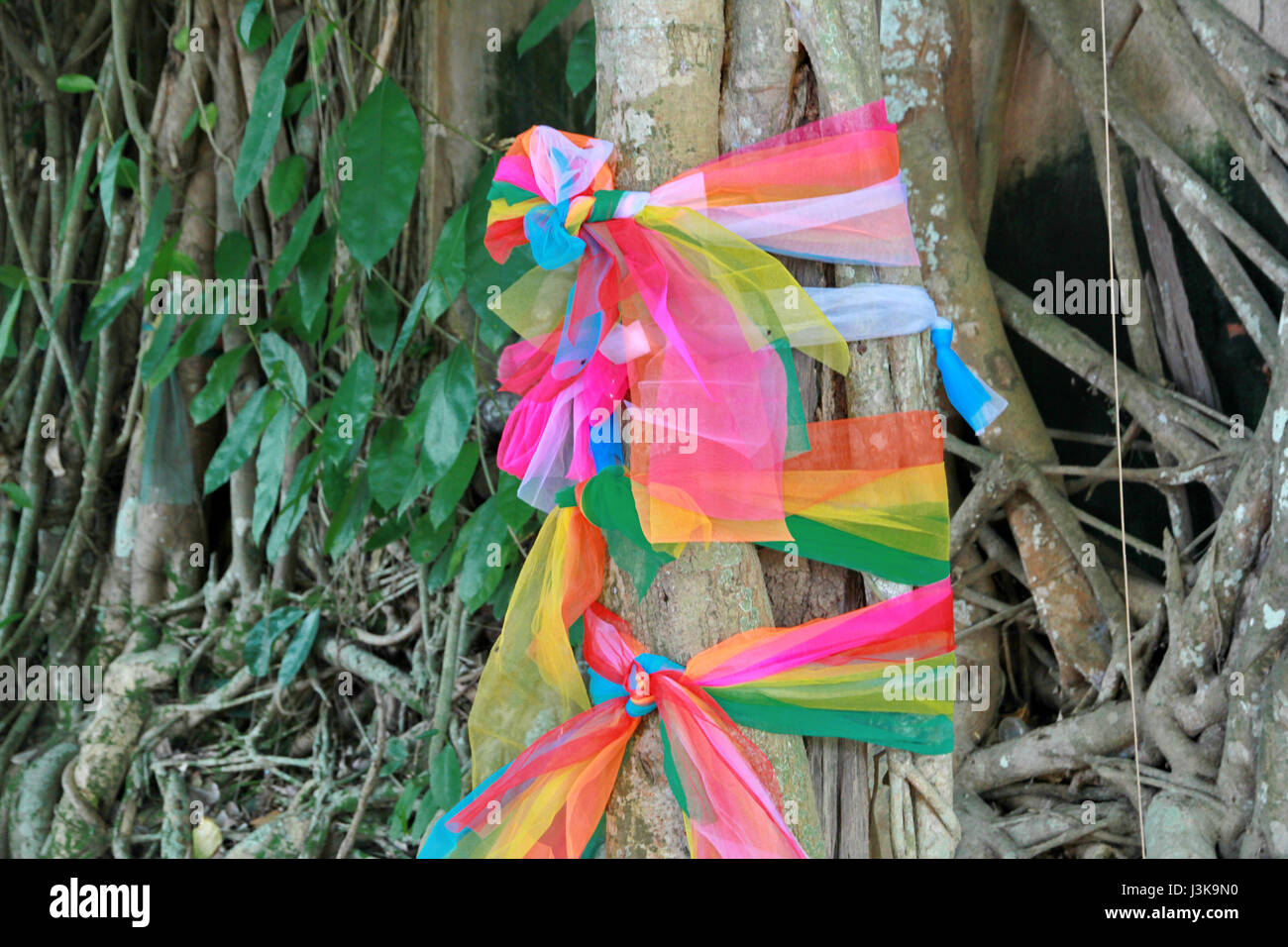 Buddhist culture : Seven (color of week ) sacred cloth tied around a ...