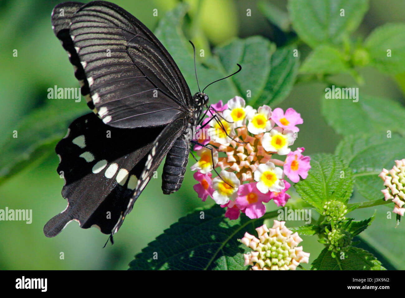 Most common swallowtails hi-res stock photography and images - Alamy