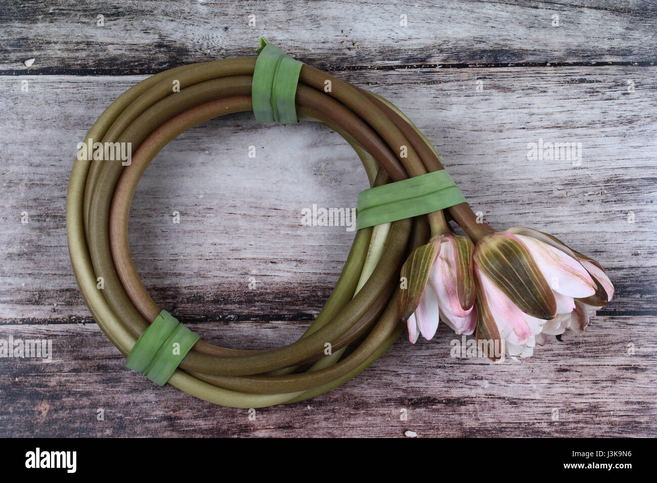 Ready lotus stem for cooking in Thai recipe Stock Photo - Alamy