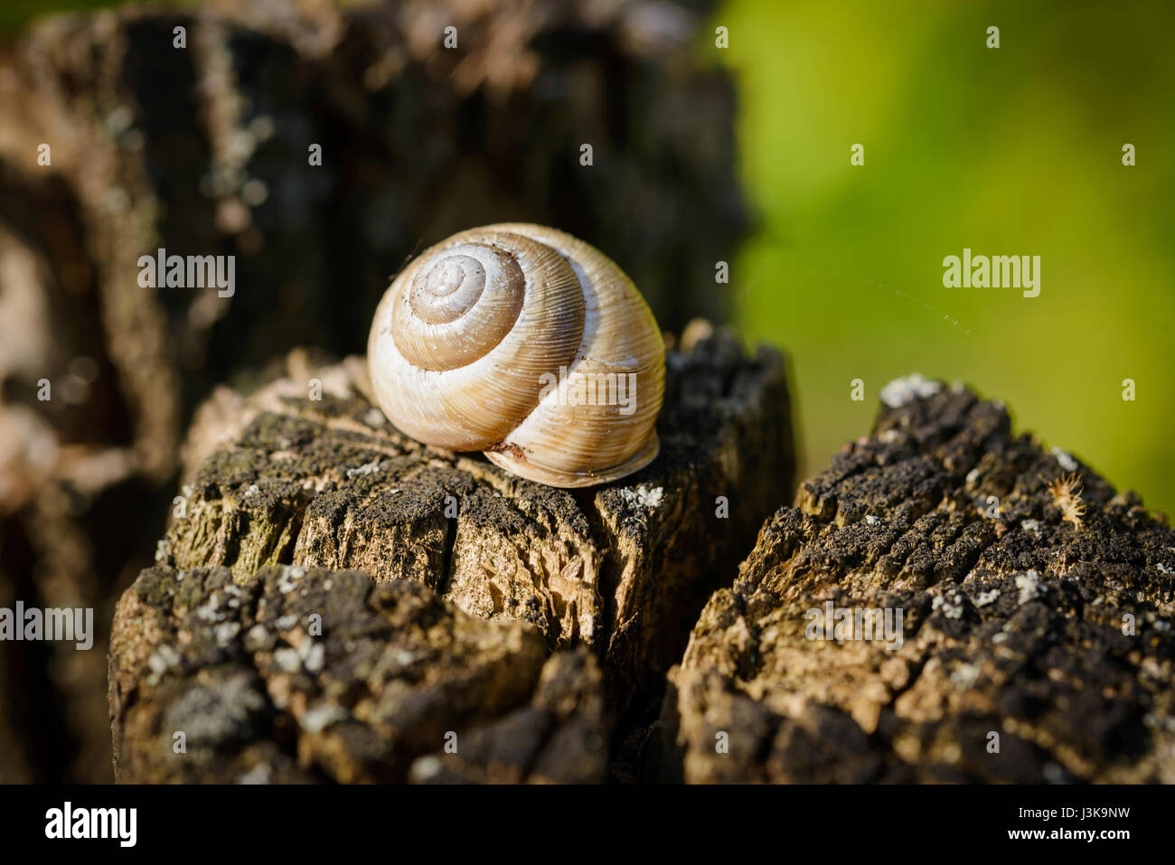 Single snail shell, on a tree trunk in the dark forest, under a ...