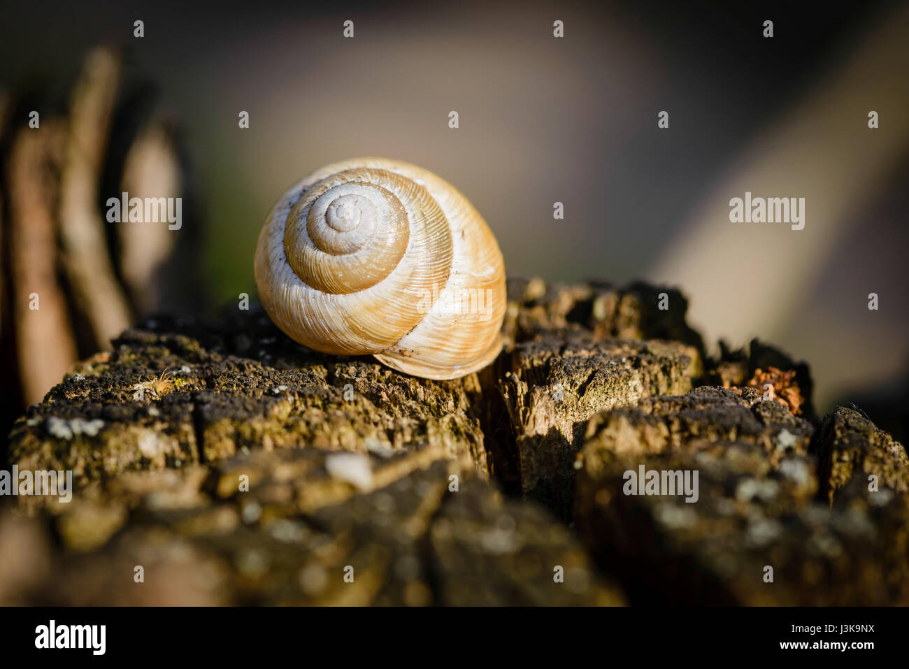 Tree snail in forest hi-res stock photography and images - Alamy