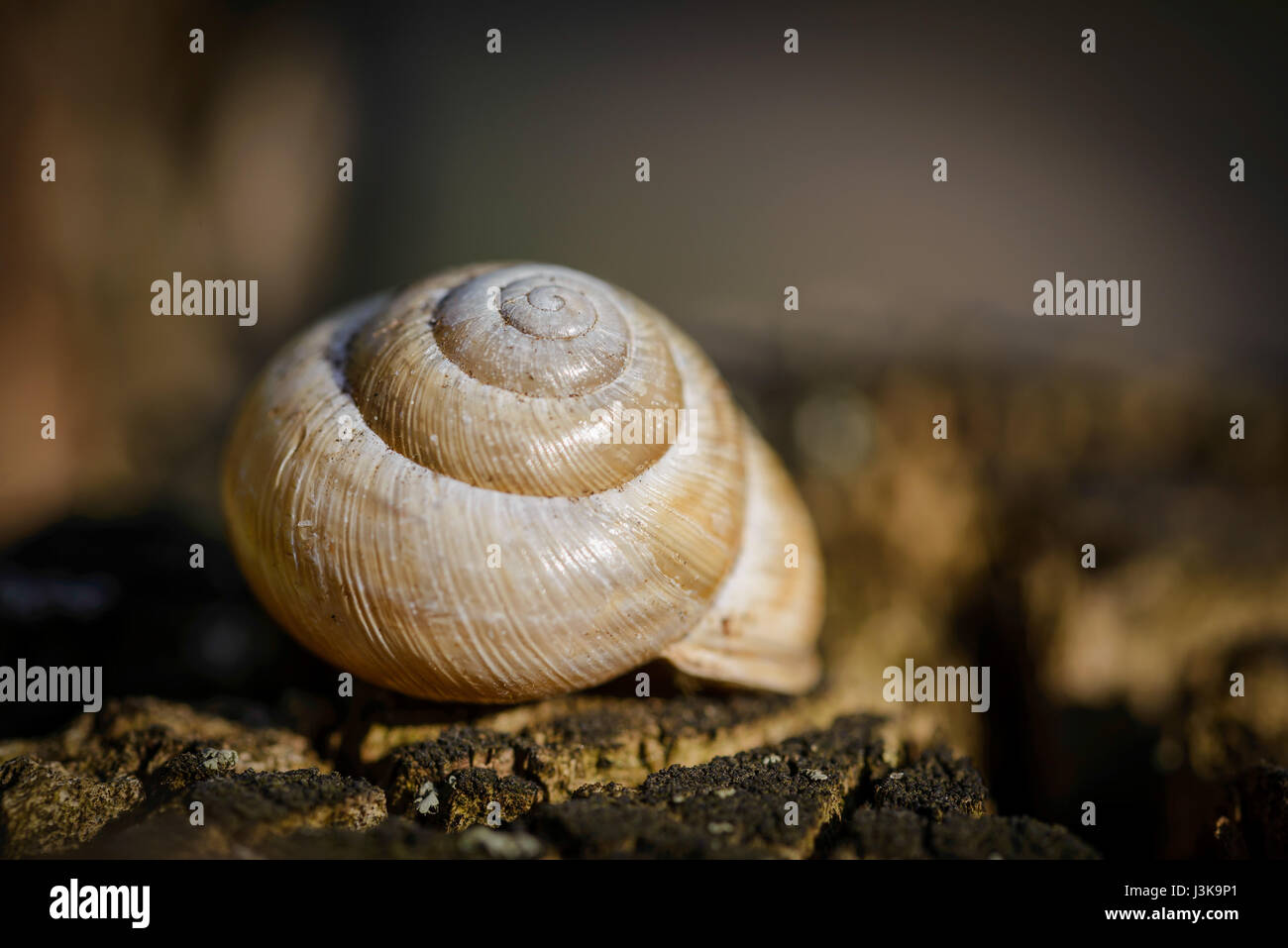 Mollusca spiral hi-res stock photography and images - Alamy