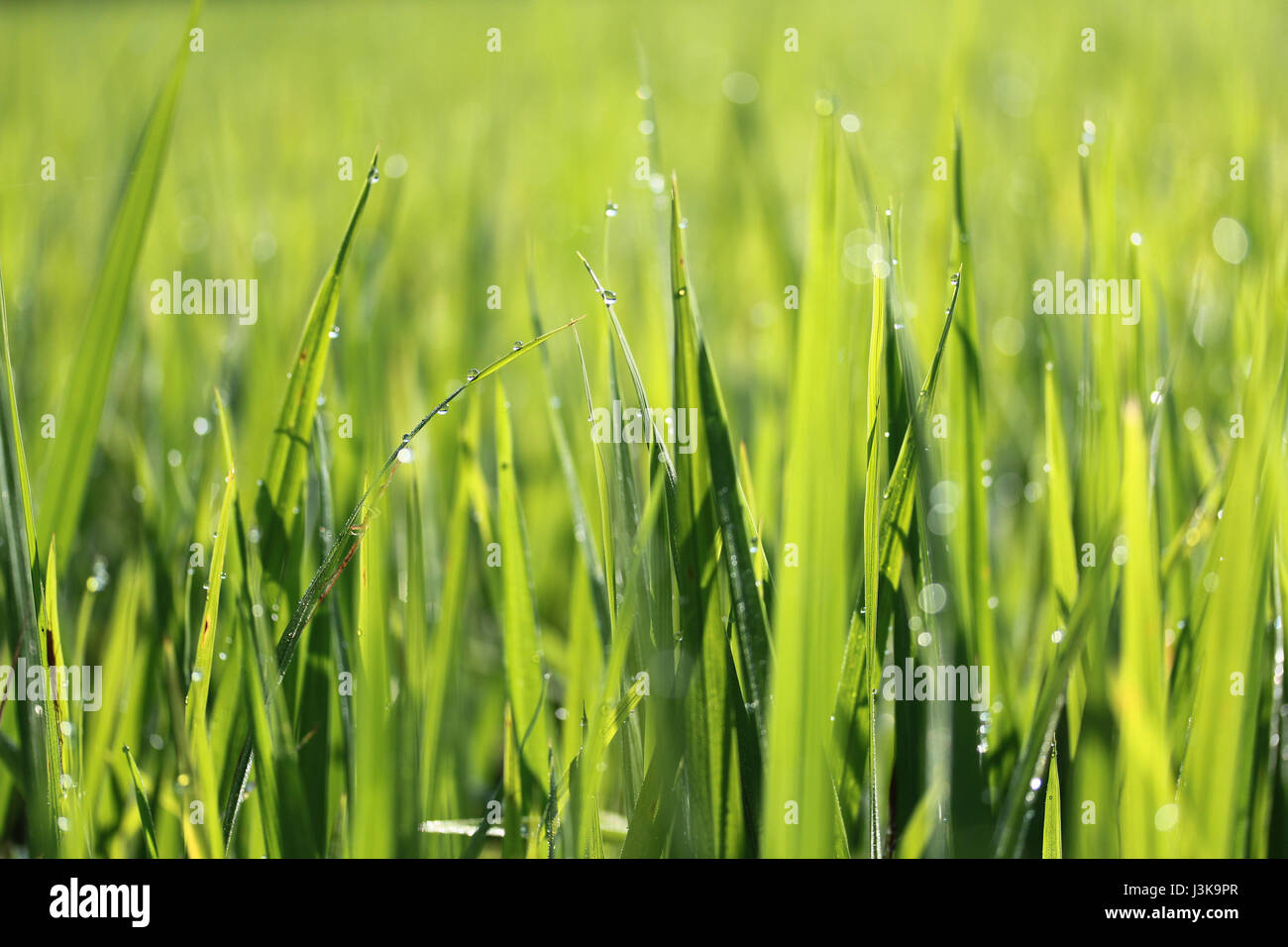 Close up ,Texture of Rice fields background Stock Photo - Alamy