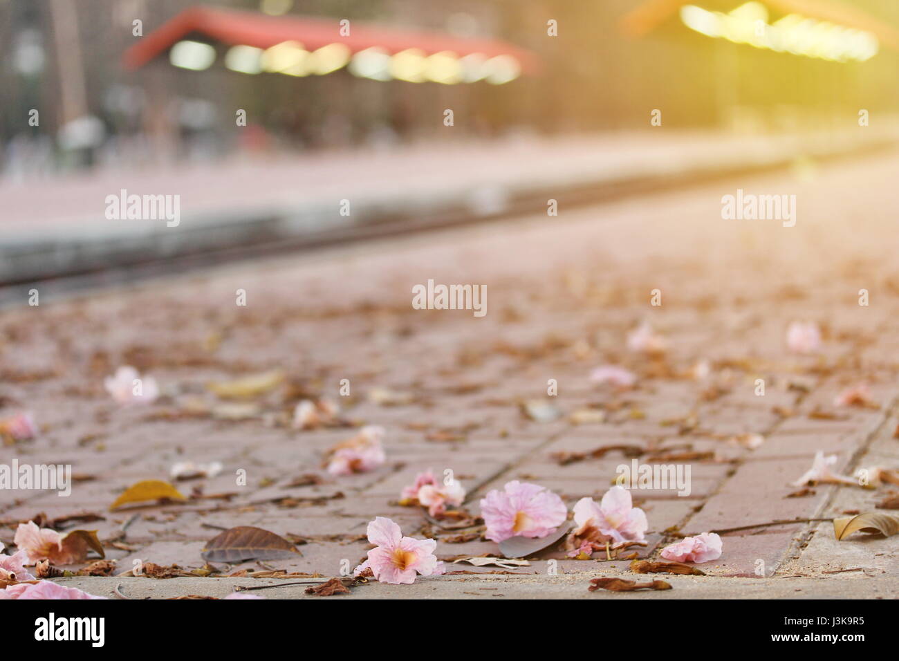 Fall from tree hi-res stock photography and images - Alamy