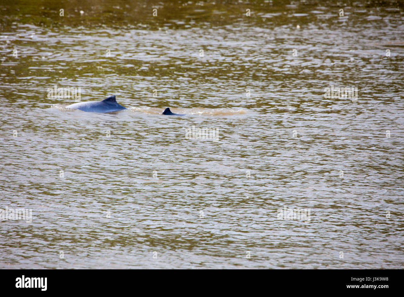 Inia geoffrensis , pink dolphin, a mammal of amazon river Brazil Stock ...