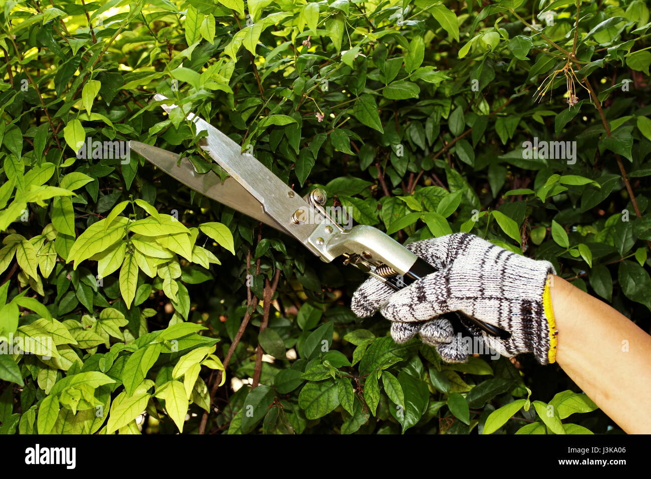 Prune tree with knife hi-res stock photography and images - Alamy
