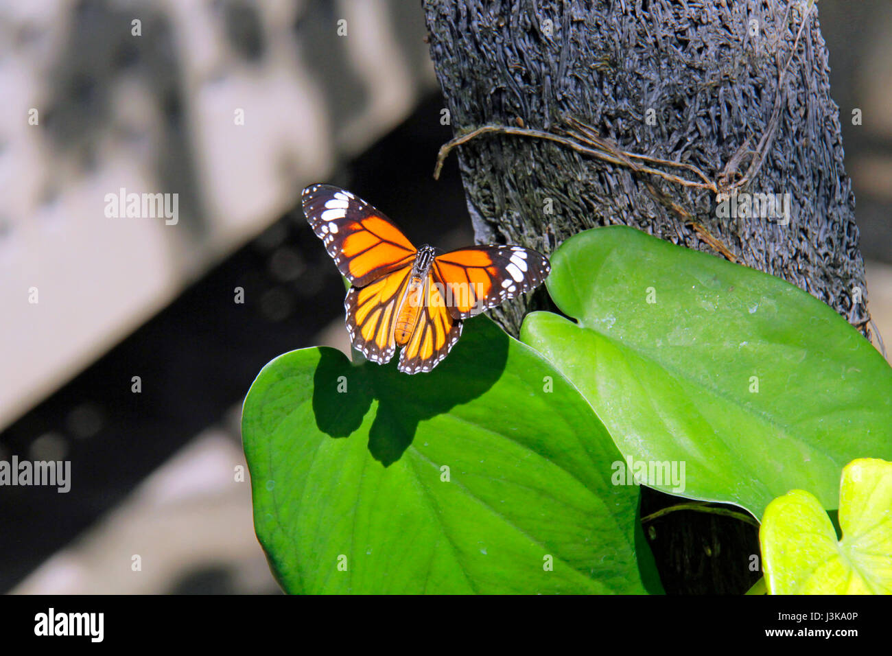 Common tiger butterfly hi-res stock photography and images - Alamy