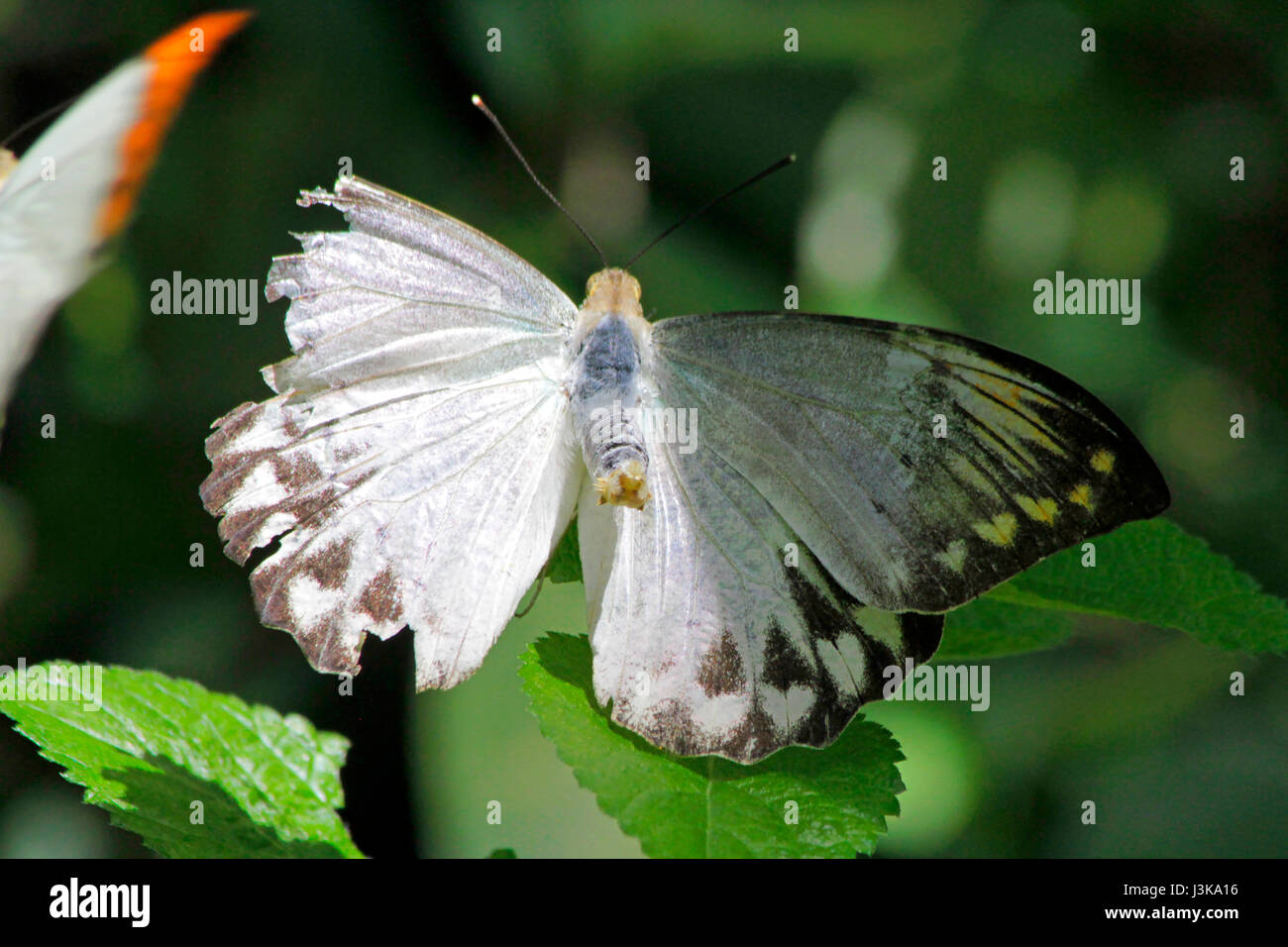 One of the Wings Damaged Butterfly Stock Photo - Alamy