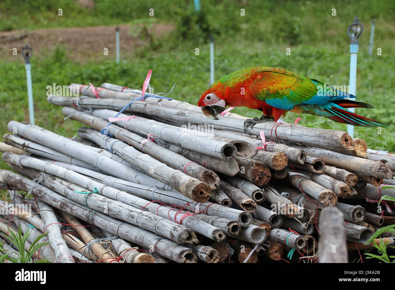 Three months of red and blue macaw parrot perched on a pile of bamboo ...
