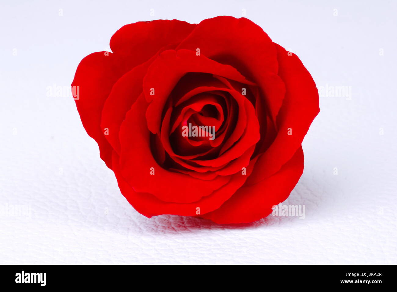 Rose leather texture hi-res stock photography and images - Alamy