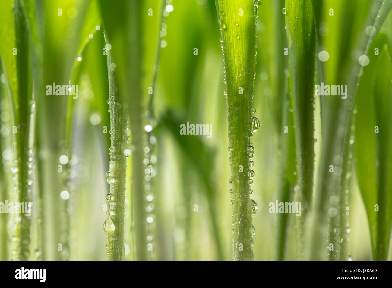 macro shoot of growing corn seeds with water drops Stock Photo - Alamy