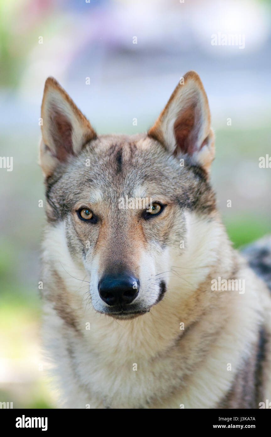 Czechoslovakian wolfdog hi-res stock photography and images - Alamy