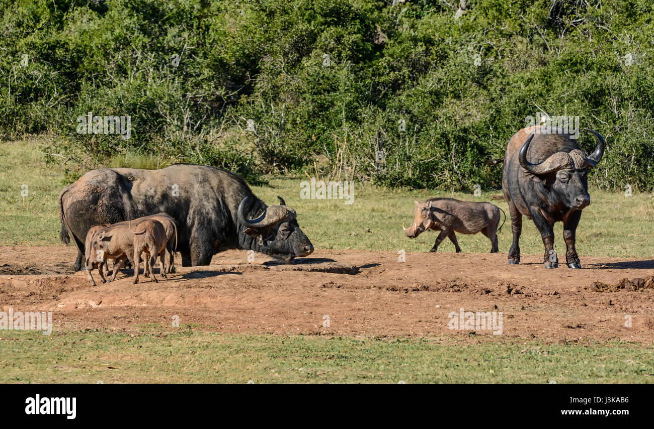 Warthogs and warthog horns hi-res stock photography and images - Alamy