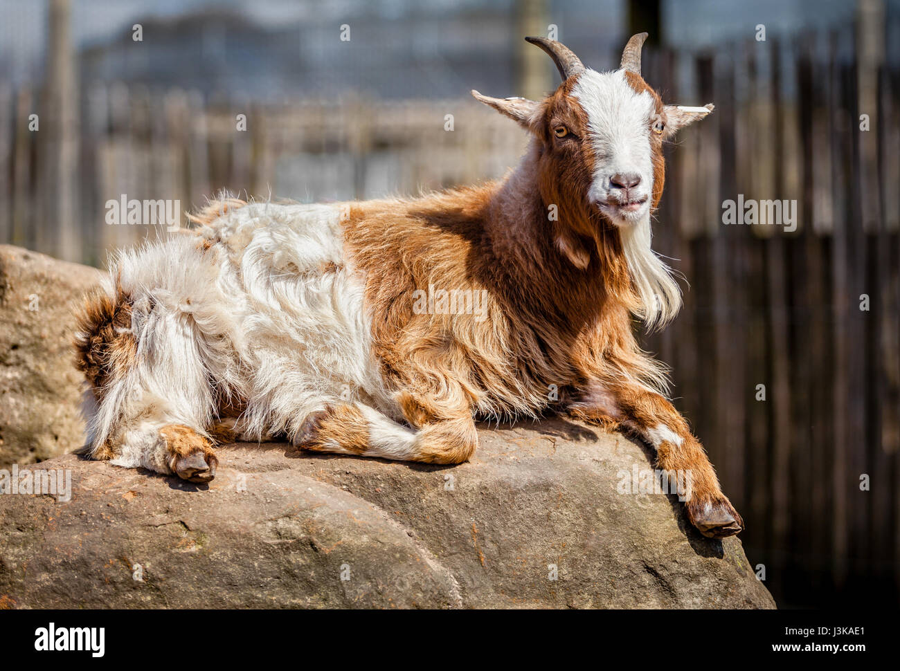 African domestic animals hi-res stock photography and images - Alamy
