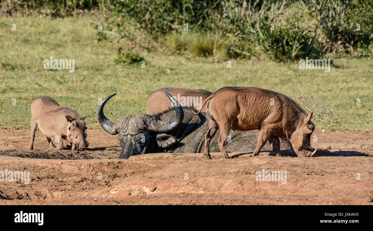 Warthogs and warthog horns hi-res stock photography and images - Alamy