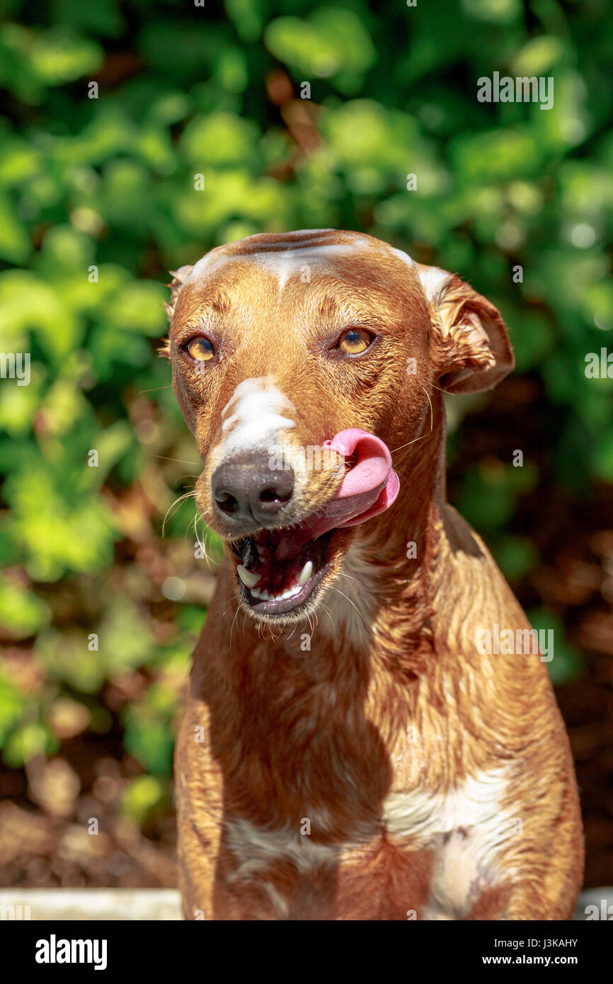 What Is Dog Lip Smacking