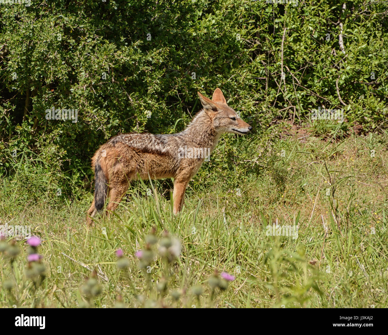 Black-backed Jackal in Southern African savanna Stock Photo - Alamy
