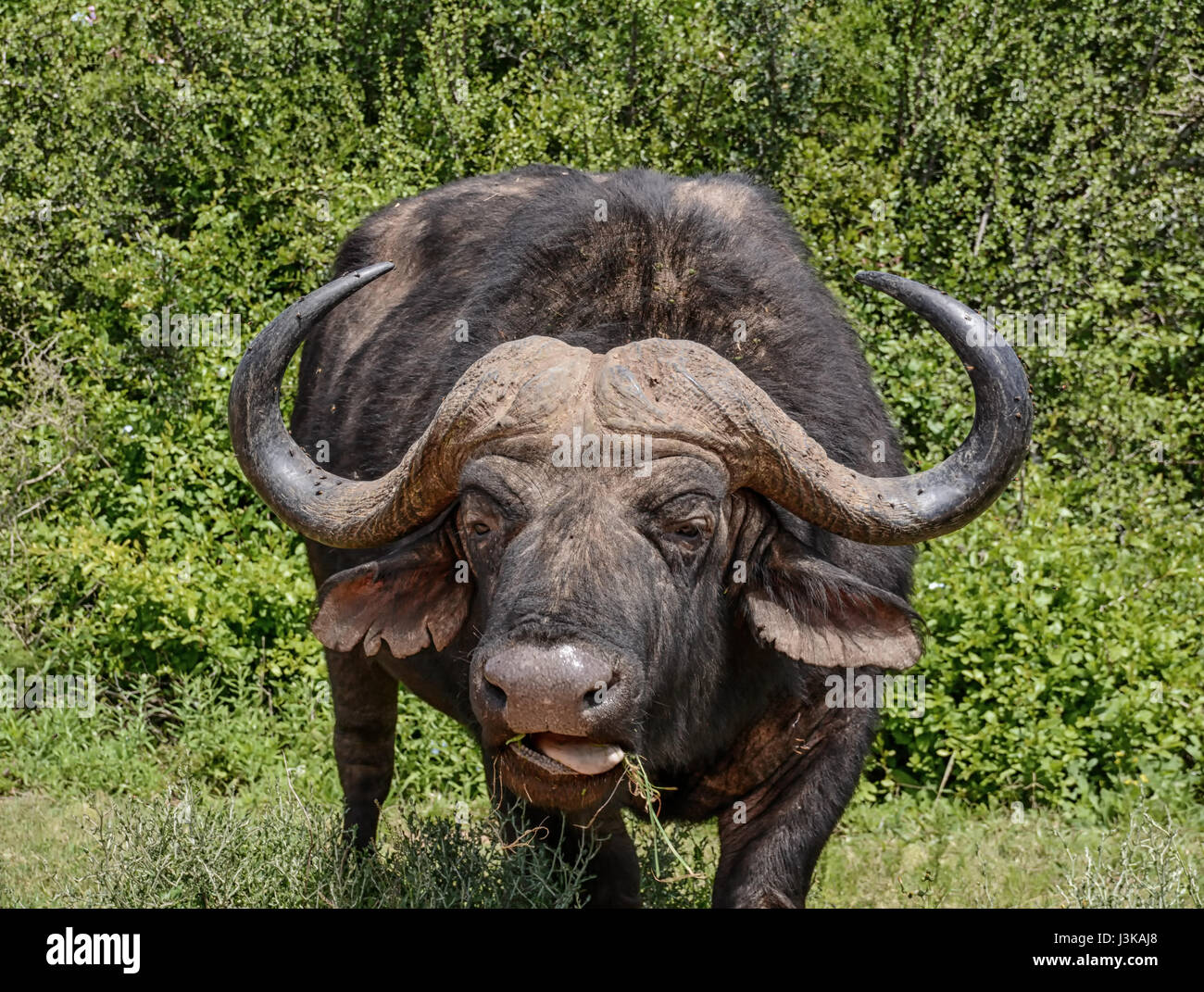 African Buffalo in Southern African savanna Stock Photo - Alamy