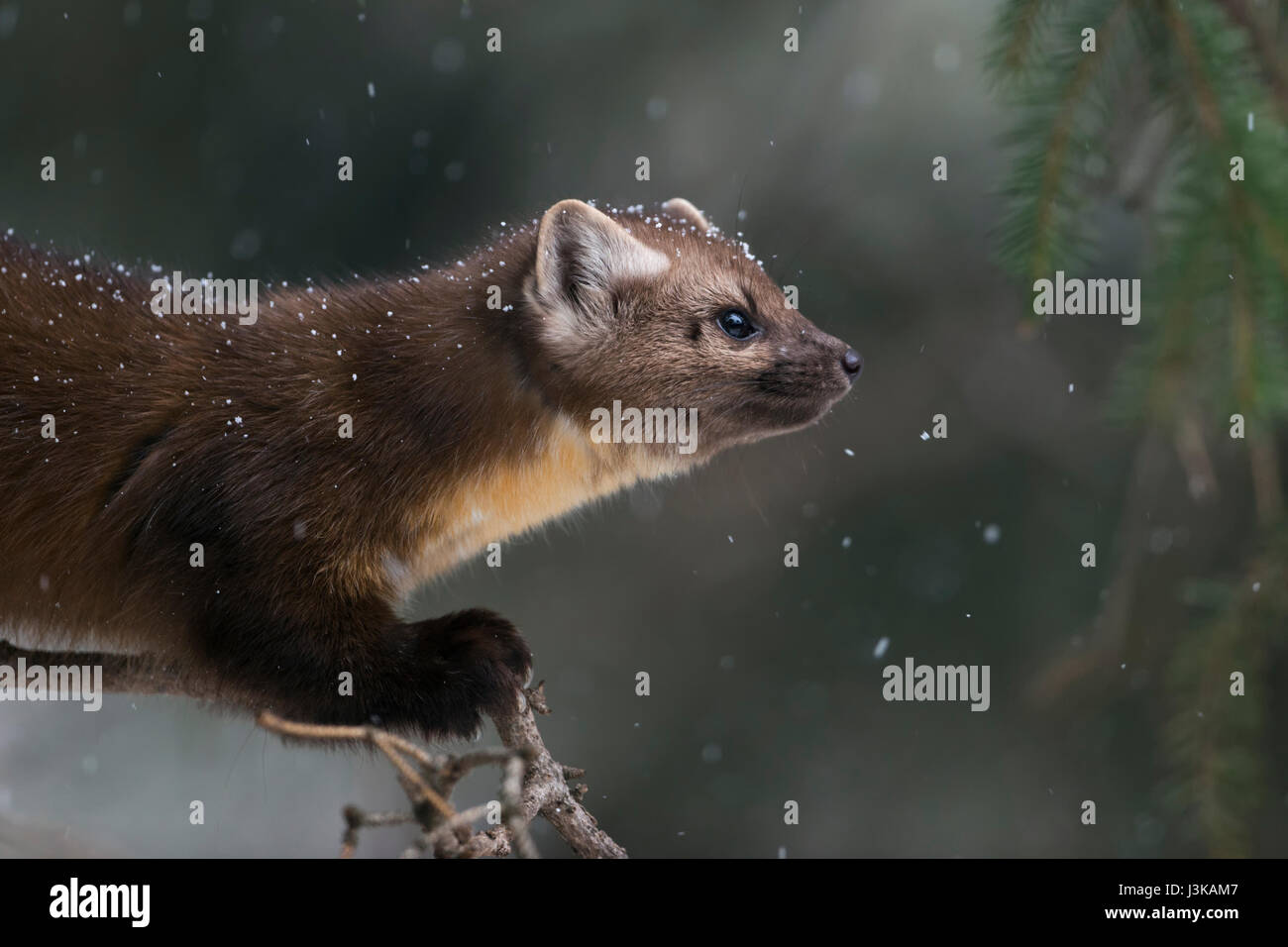 American marten hi-res stock photography and images - Alamy