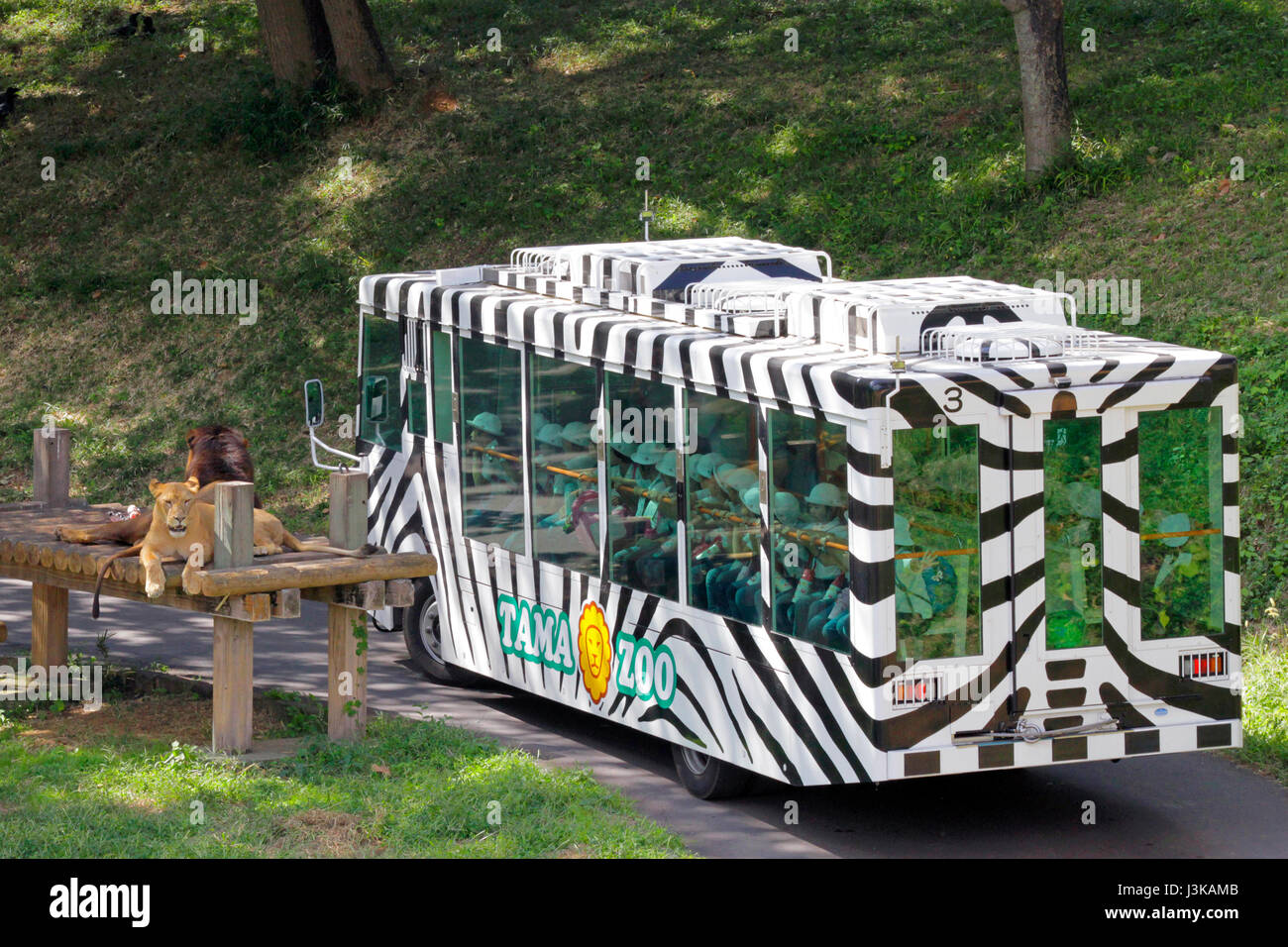 Lion Bus at Tama Zoological Park Hino city Tokyo Japan Stock Photo - Alamy