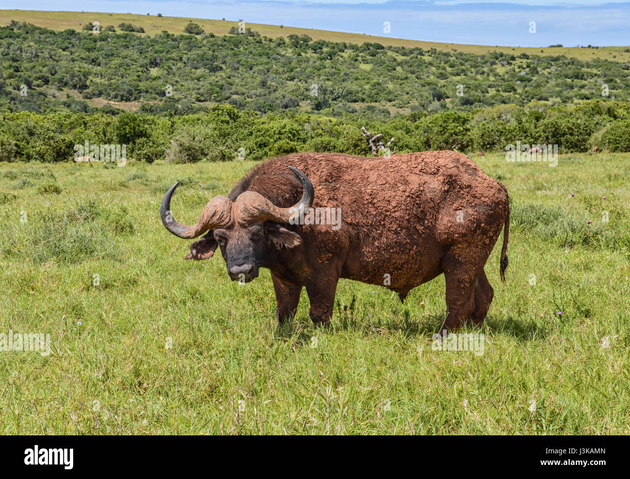 African Buffalo in Southern African savanna Stock Photo - Alamy