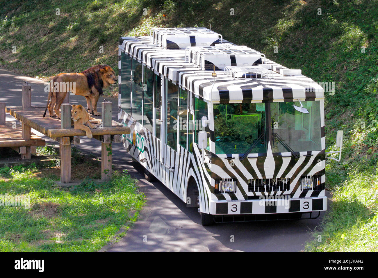 Lion Bus at Tama Zoological Park Hino city Tokyo Japan Stock Photo - Alamy