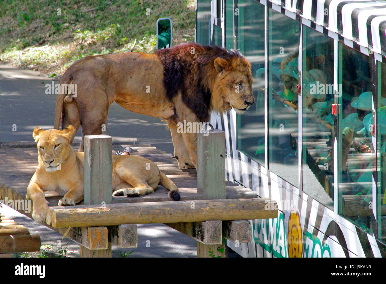 Lion Bus at Tama Zoological Park Hino city Tokyo Japan Stock Photo - Alamy