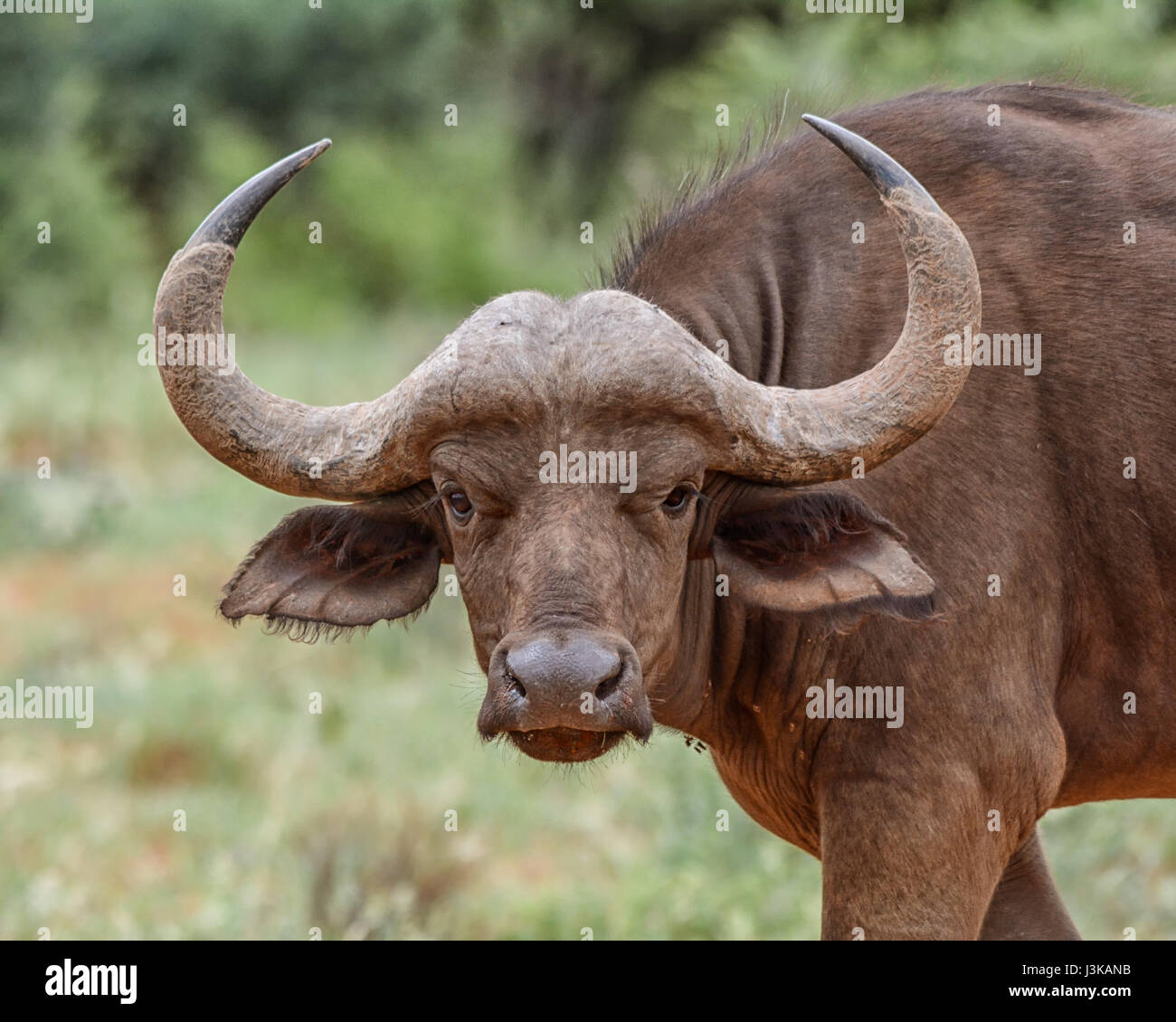 African Buffalo in Southern African savanna Stock Photo - Alamy