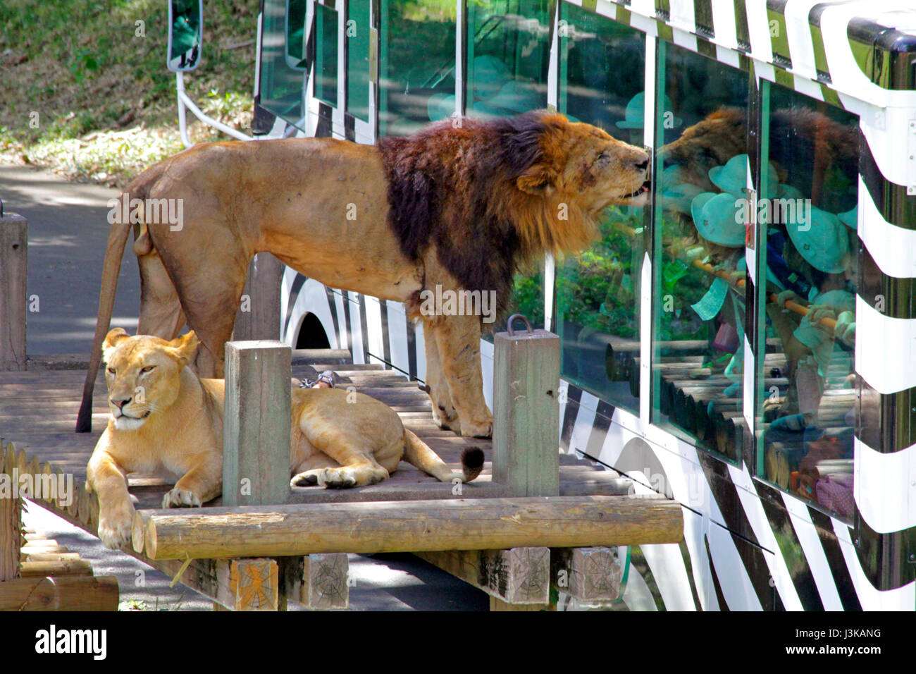 Lion Bus at Tama Zoological Park Hino city Tokyo Japan Stock Photo - Alamy