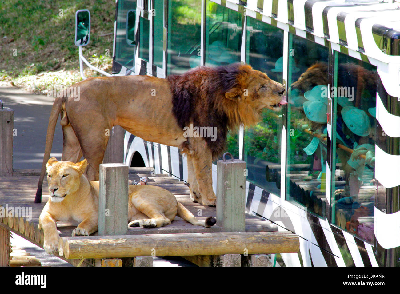 Lion Bus at Tama Zoological Park Hino city Tokyo Japan Stock Photo - Alamy