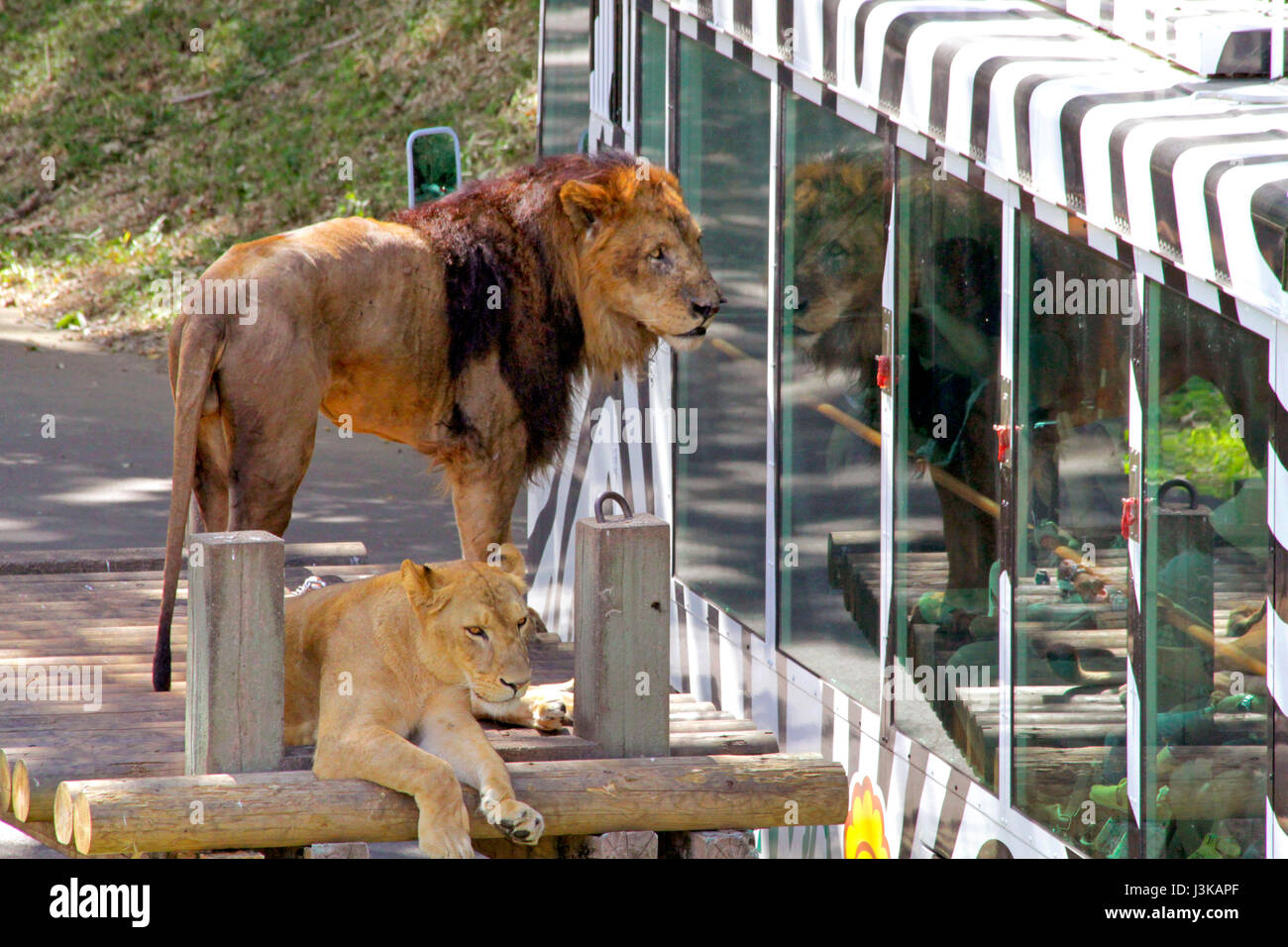 Lion Bus at Tama Zoological Park Hino city Tokyo Japan Stock Photo - Alamy