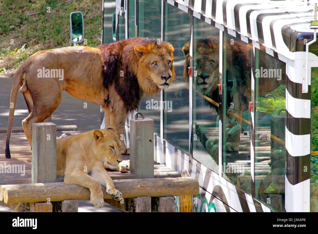 Lion Bus at Tama Zoological Park Hino city Tokyo Japan Stock Photo - Alamy