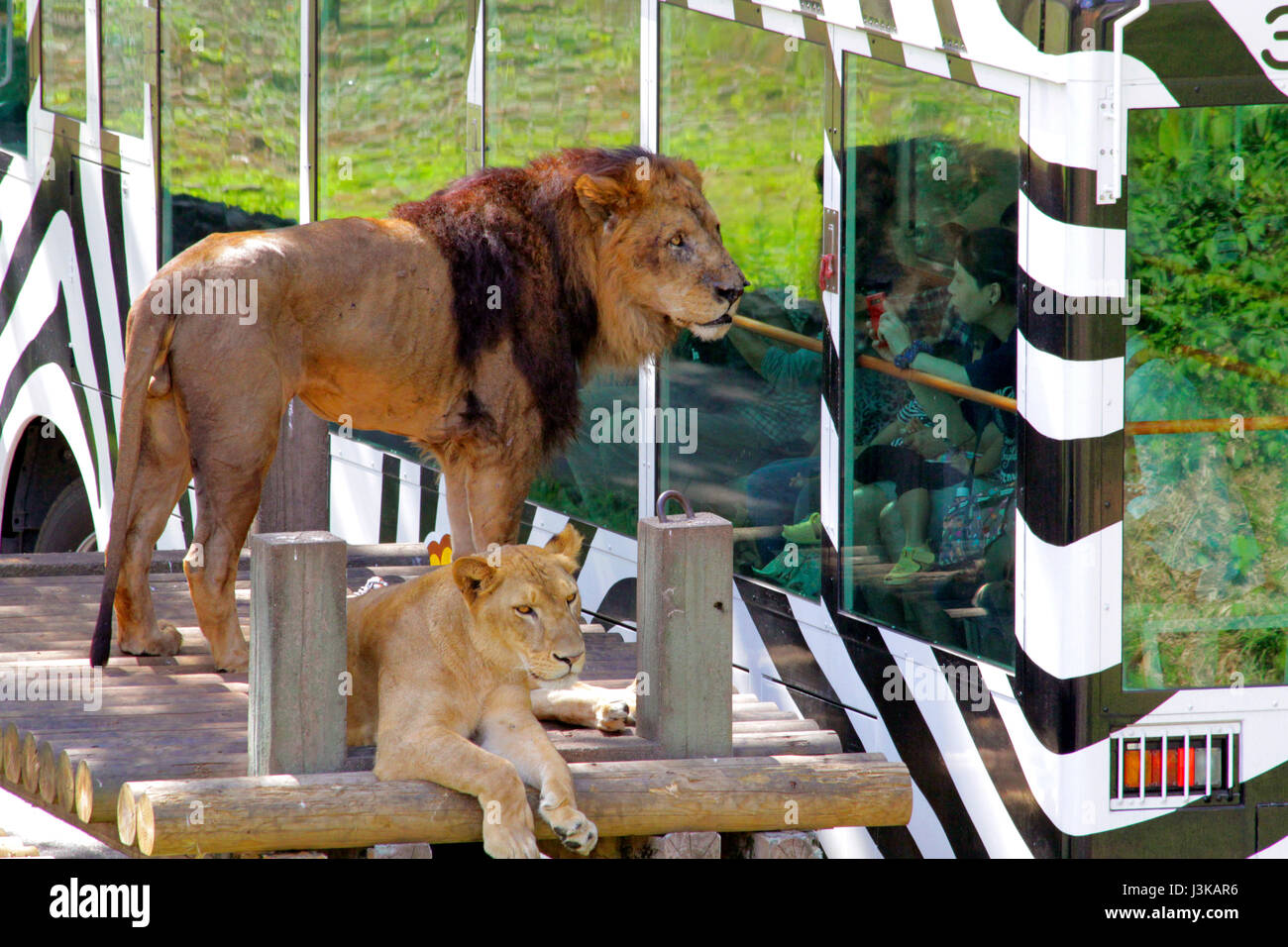 Lion Bus at Tama Zoological Park Hino city Tokyo Japan Stock Photo - Alamy