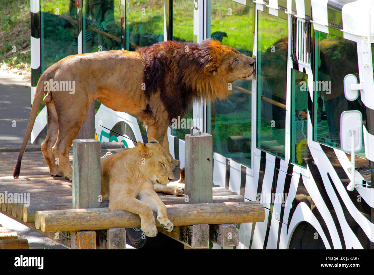 Lion Bus at Tama Zoological Park Hino city Tokyo Japan Stock Photo - Alamy
