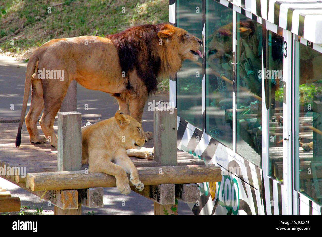 Lion Bus at Tama Zoological Park Hino city Tokyo Japan Stock Photo - Alamy