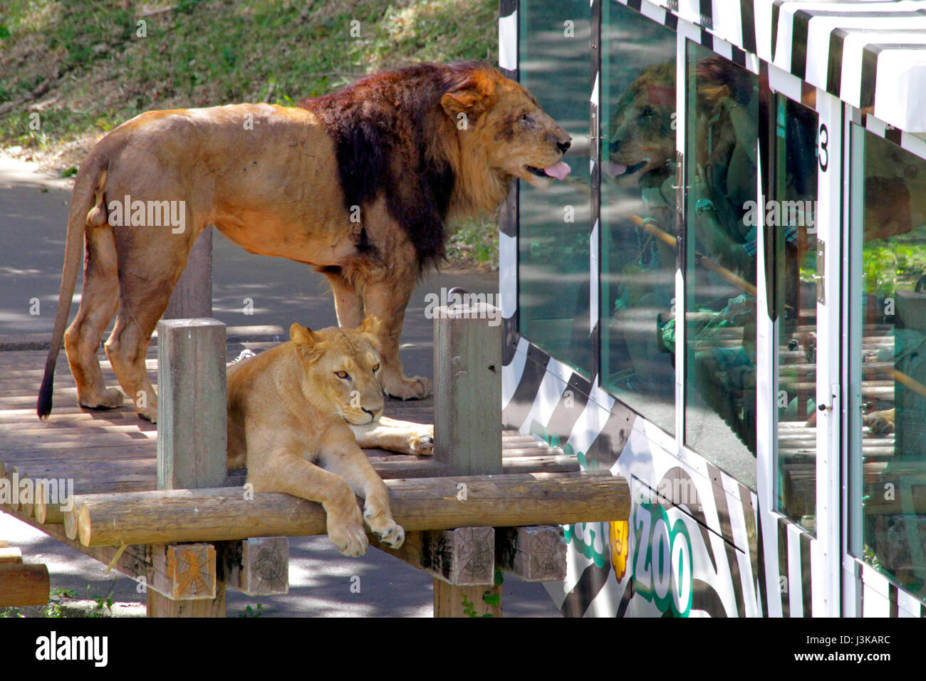 Lion Bus at Tama Zoological Park Hino city Tokyo Japan Stock Photo - Alamy