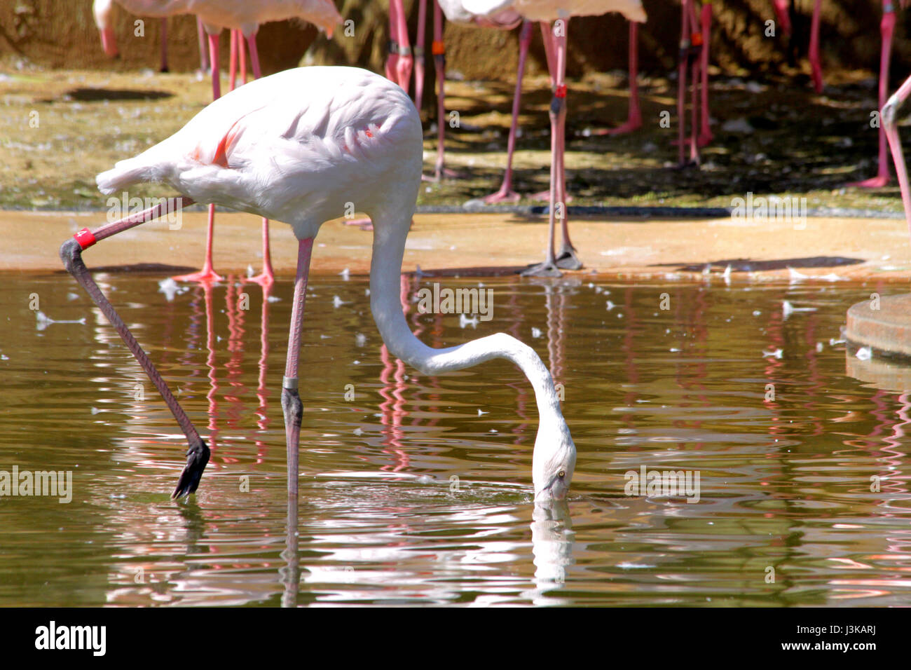 Flamingo At Tama Zoological Park Hino city Tokyo Japan Stock Photo - Alamy