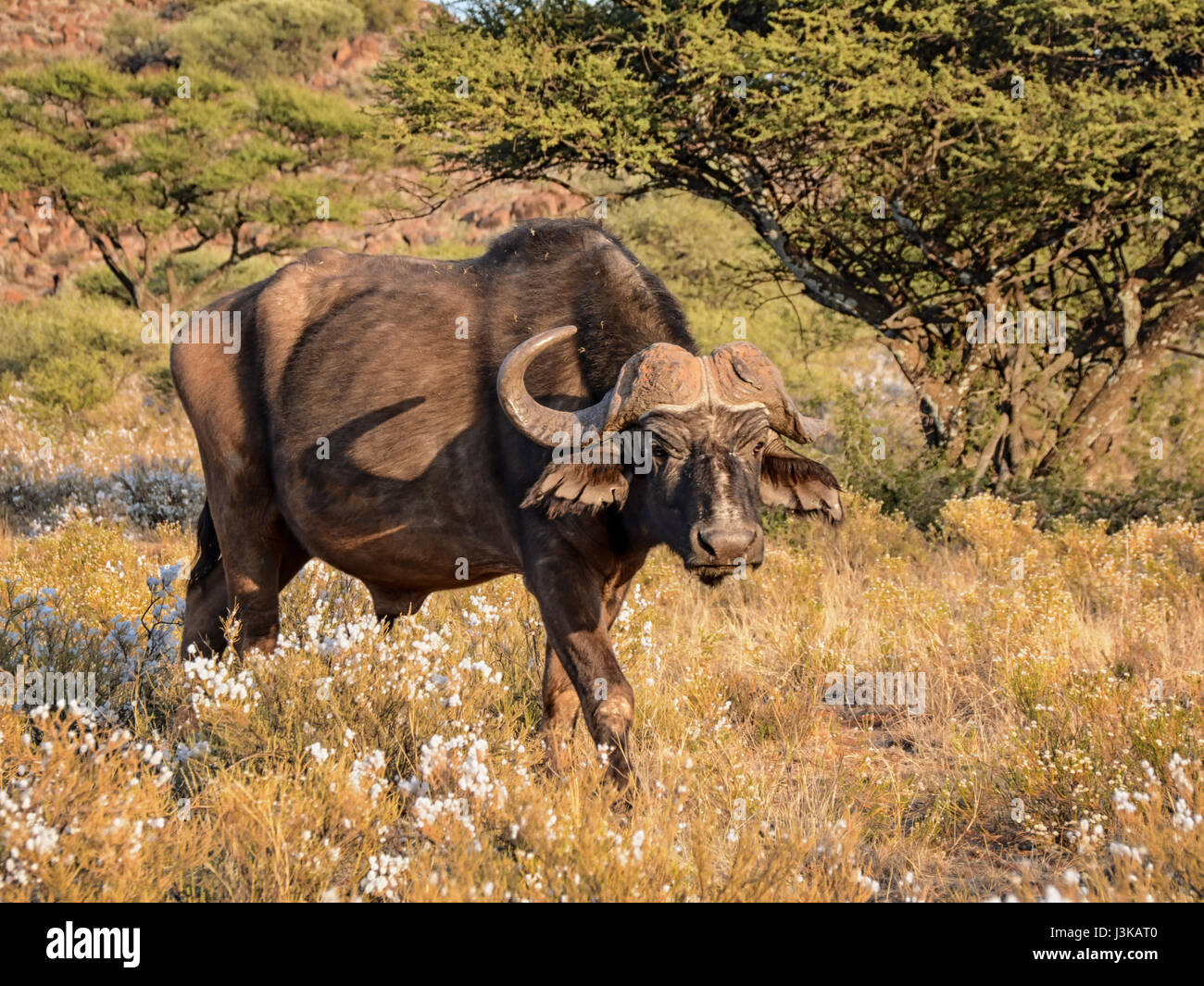 African Buffalo in Southern African savanna Stock Photo - Alamy