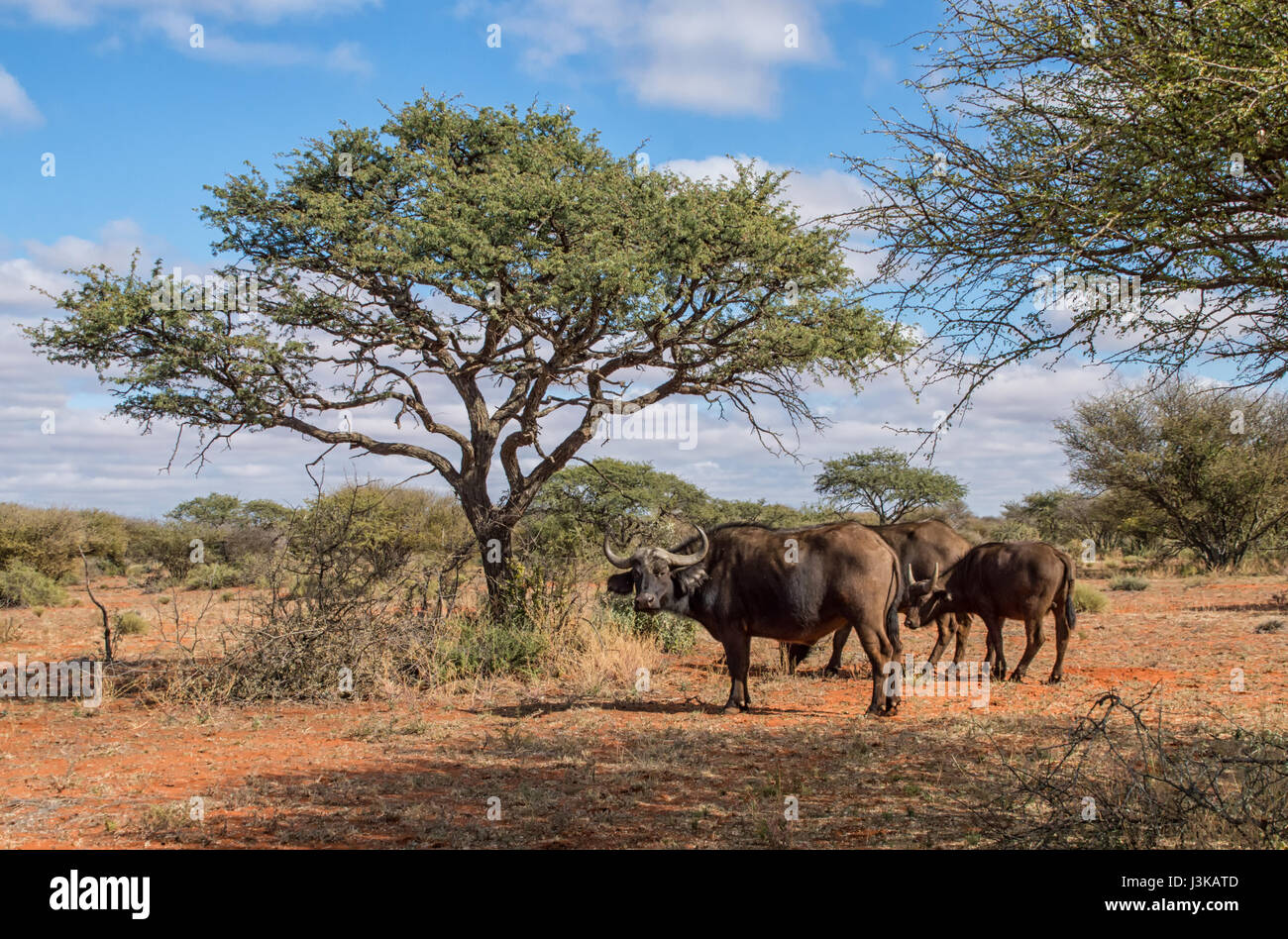 African Buffalo in Southern African savanna Stock Photo - Alamy