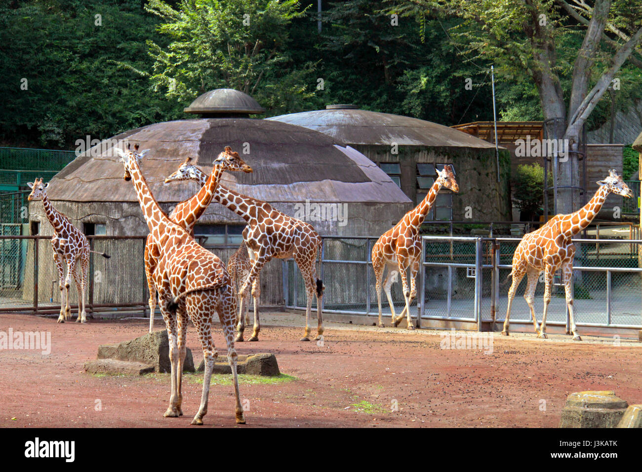 Giraffe at Tama Zoological Park Hino city Tokyo Japan Stock Photo - Alamy