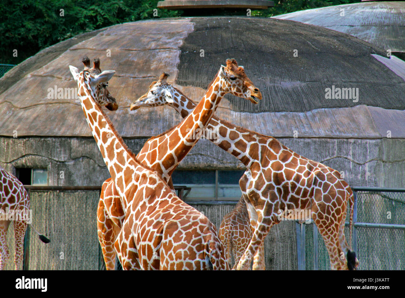 Giraffe at Tama Zoological Park Hino city Tokyo Japan Stock Photo - Alamy