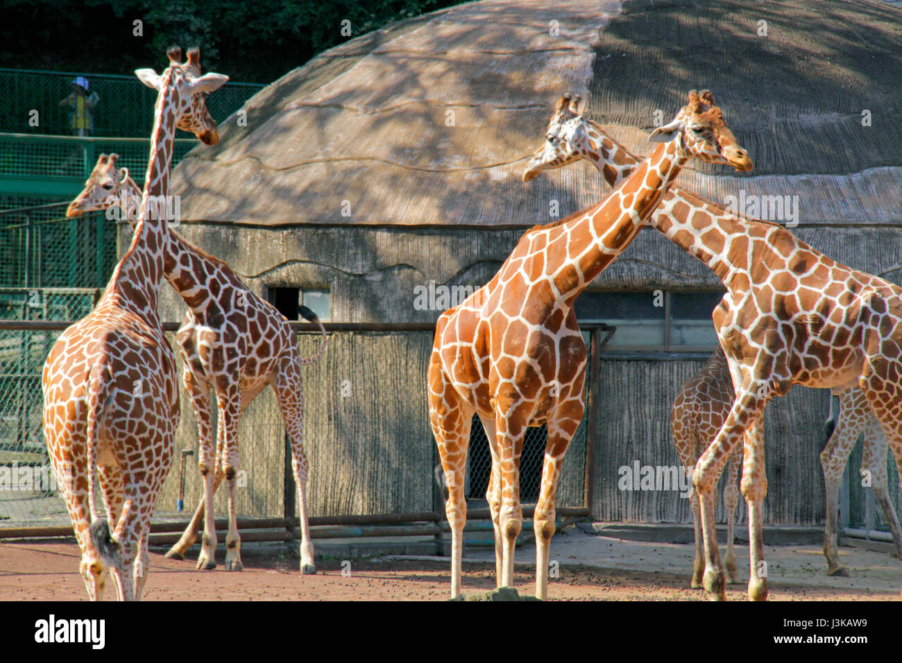 Giraffe tokyo zoo hi-res stock photography and images - Alamy